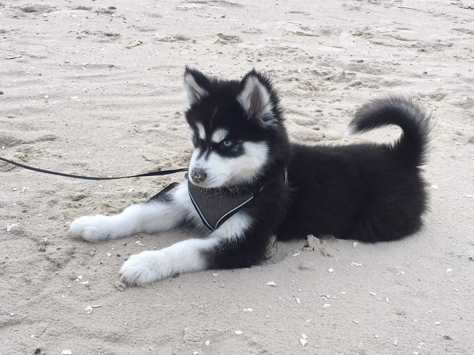 Szczeniaki Husky - Husky Life