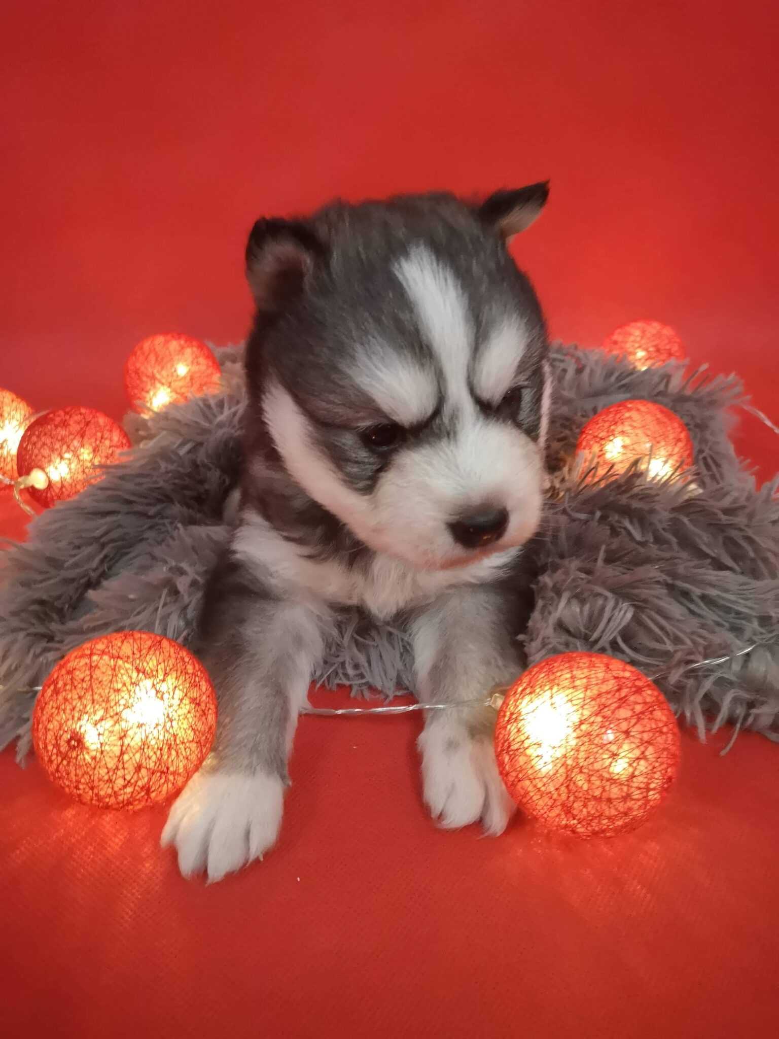 Szczeniaki Husky - Husky Life